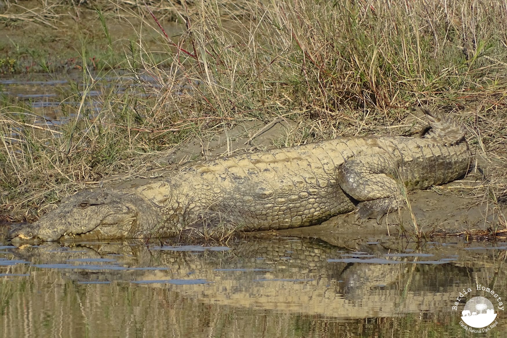 Marsh mugger crocodile Bardia National Park - BARDIA HOMESTAY NEPAL